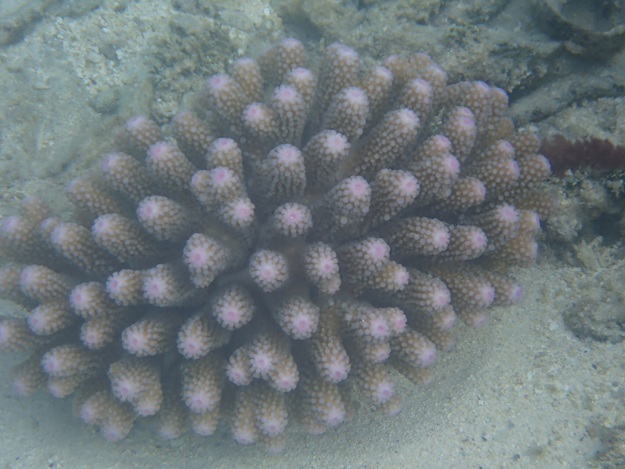 Acropora humilis (Dana, 1846)