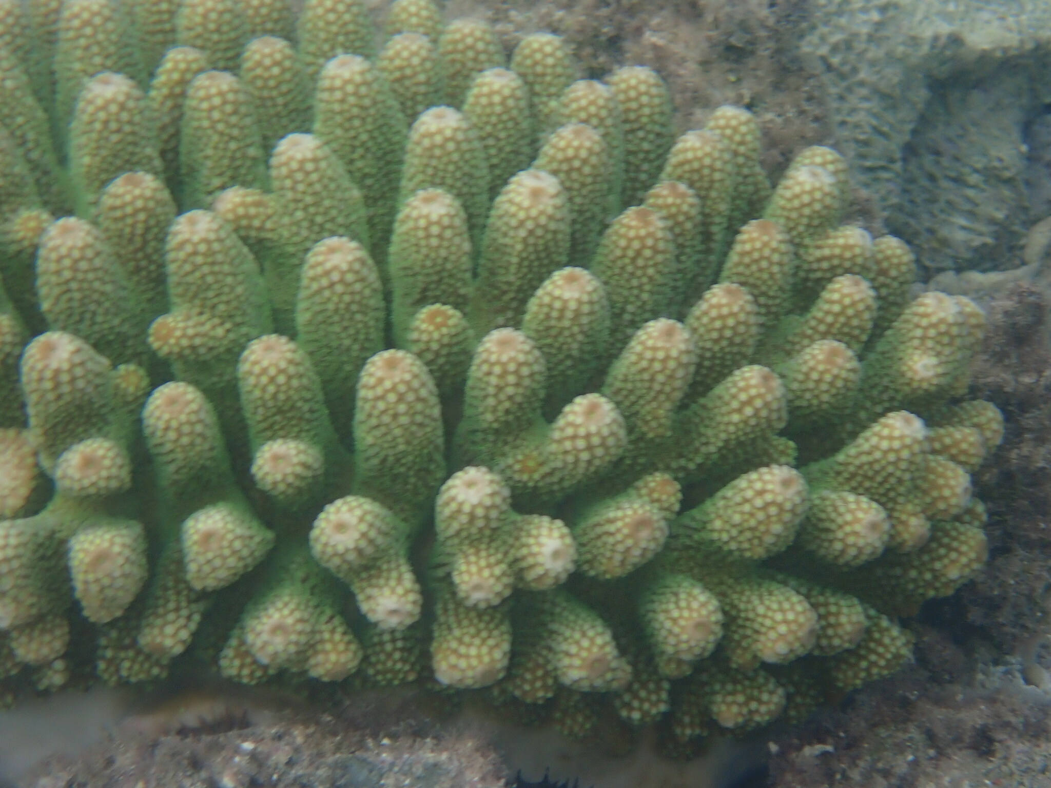 Acropora humilis (Dana, 1846)