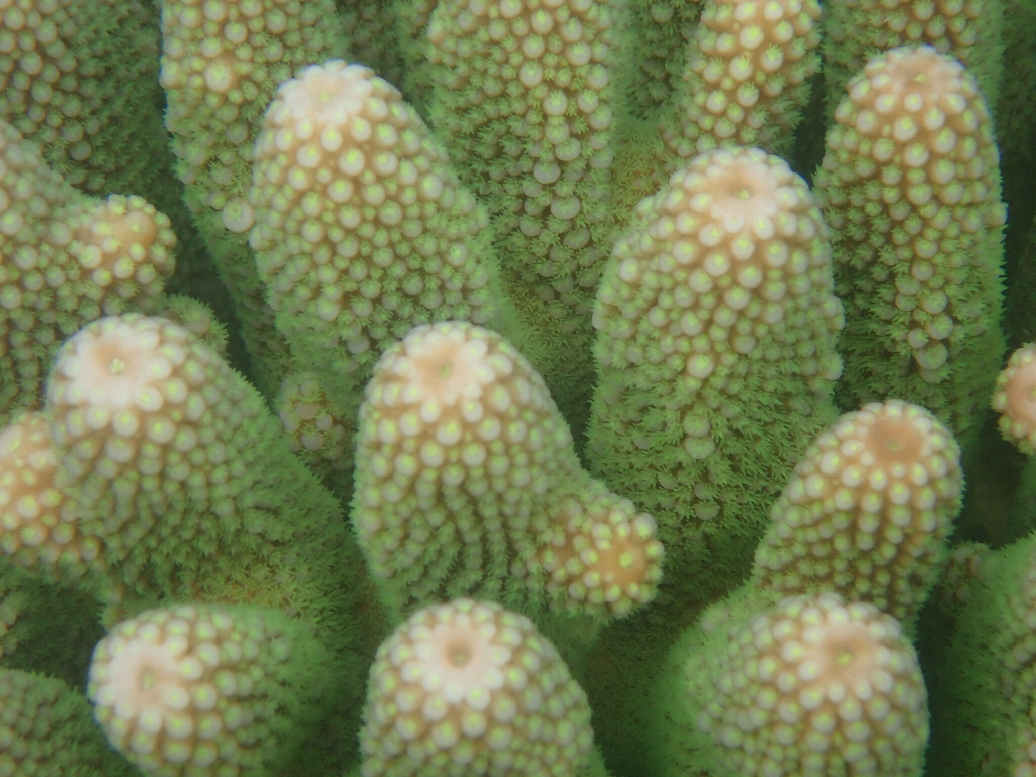 Acropora humilis (Dana, 1846)