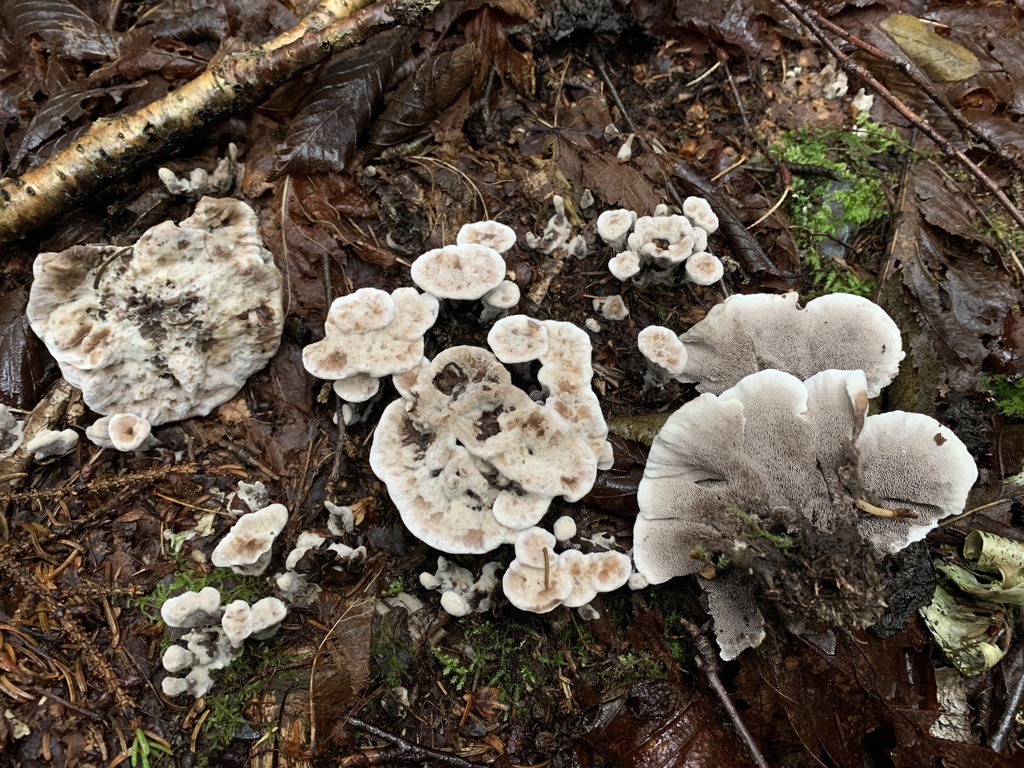 Fused Tooth from Albert County, NB, Canada on August 30, 2022 at 11:57 ...