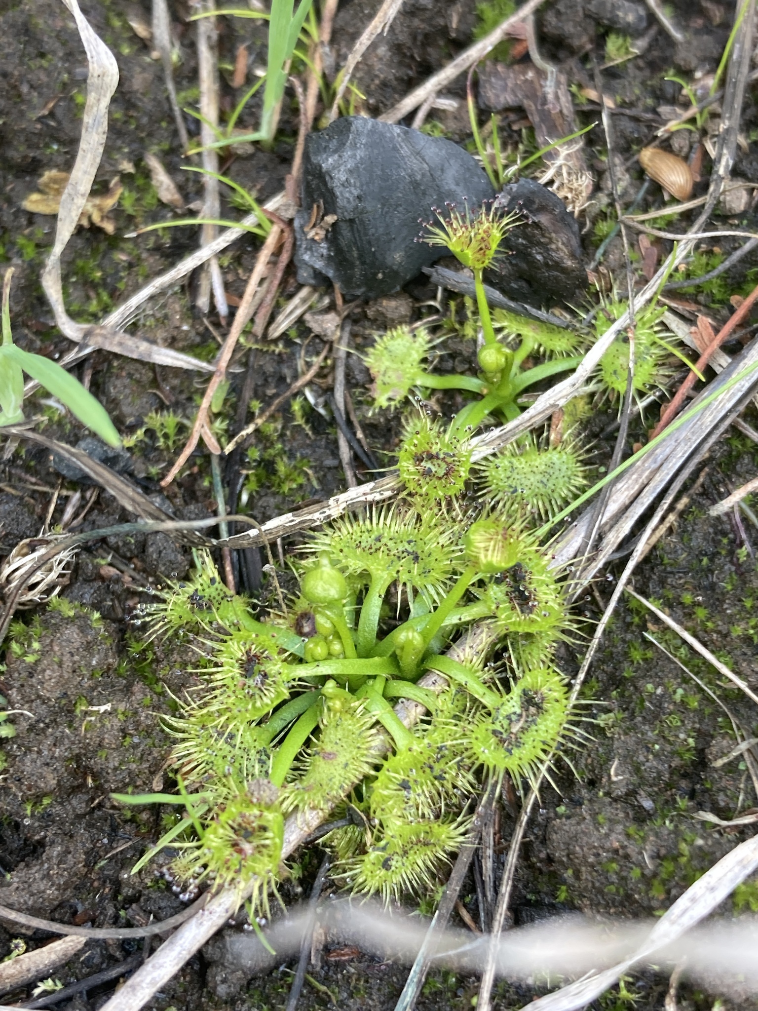 Drosera hookeri R.P.Gibson, B.J.Conn & Conran