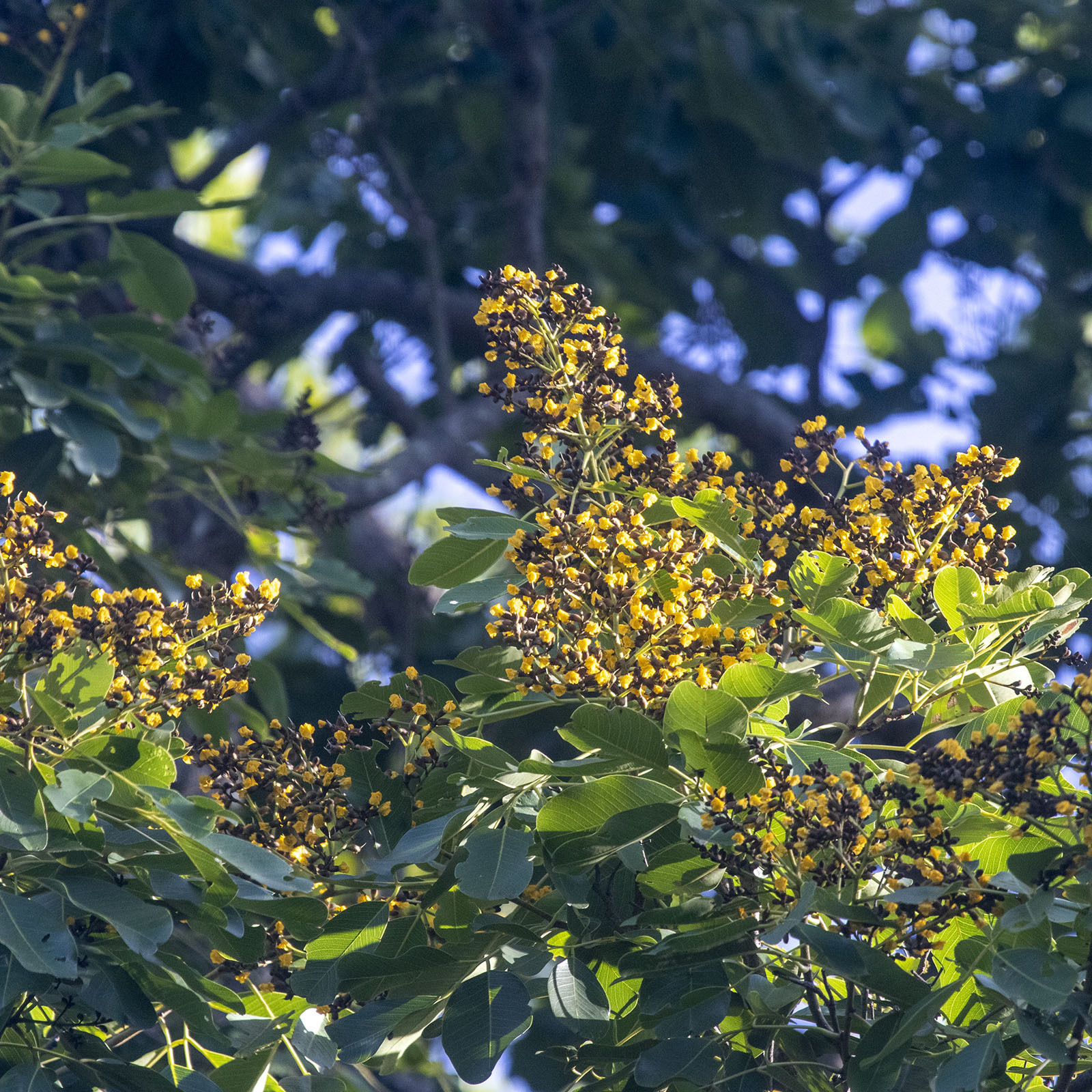 Pterocarpus marsupium Roxb.