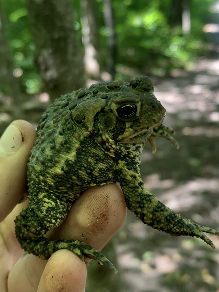American Toad from Wood-Rill SNA, Orono, MN, US on August 31, 2022 at ...