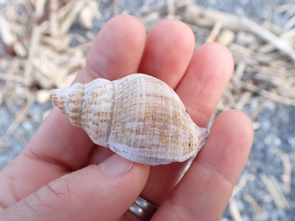 Austrofusus glans from Canterbury, New Zealand on August 29, 2022 at 03:19 PM by Lisa Bennett ...
