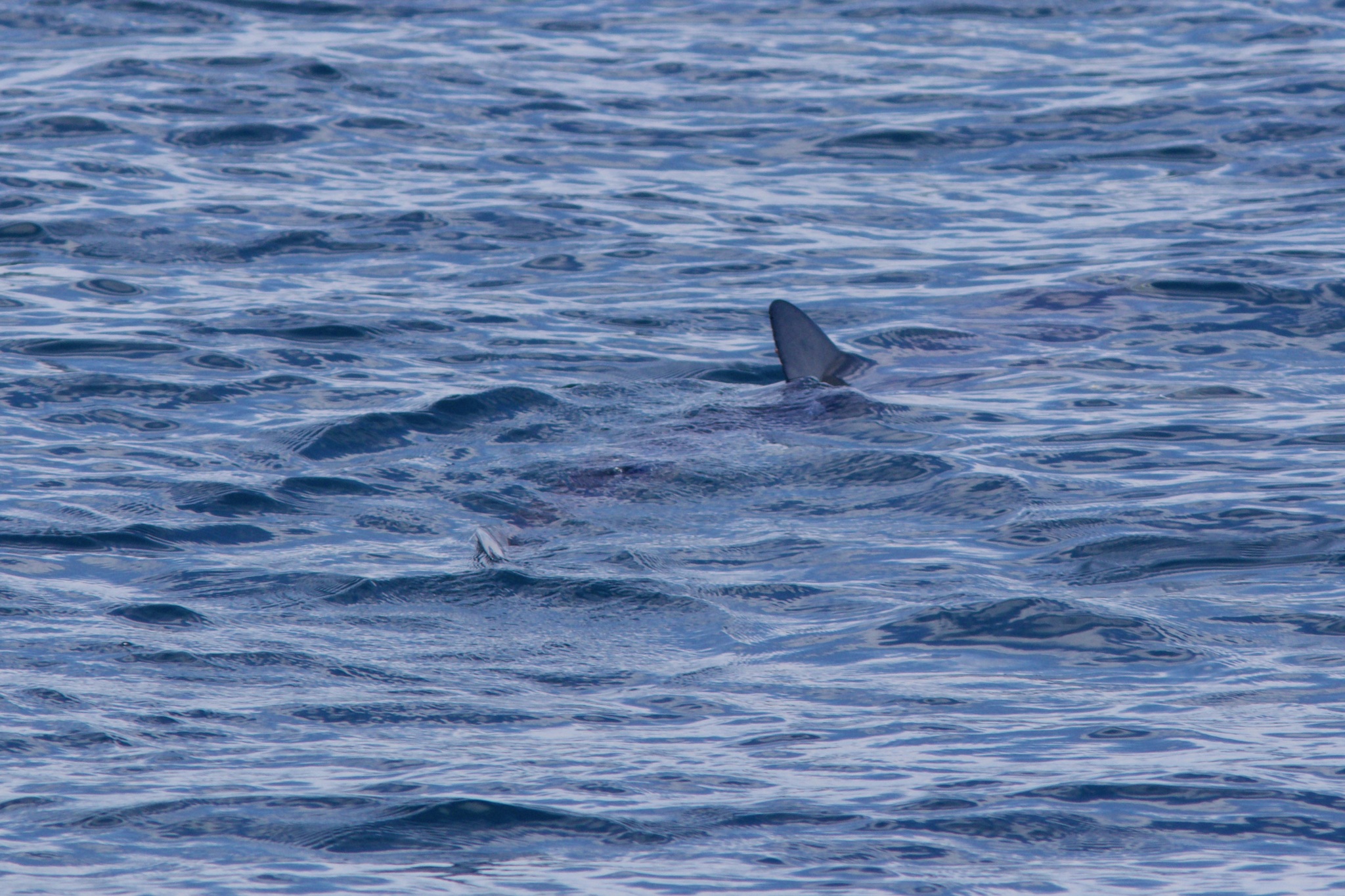 Prionace glauca (Linnaeus, 1758)