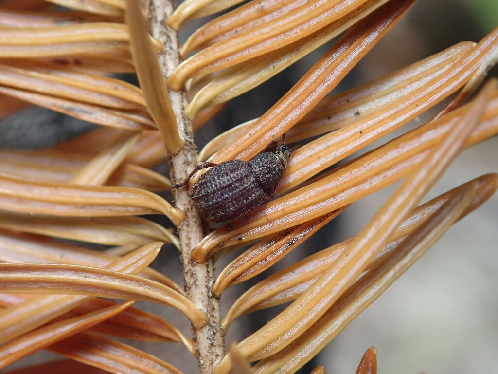 Otiorhynchus porcatus from Chance Cove, NL A0B 1K0, Canada on July 6 ...