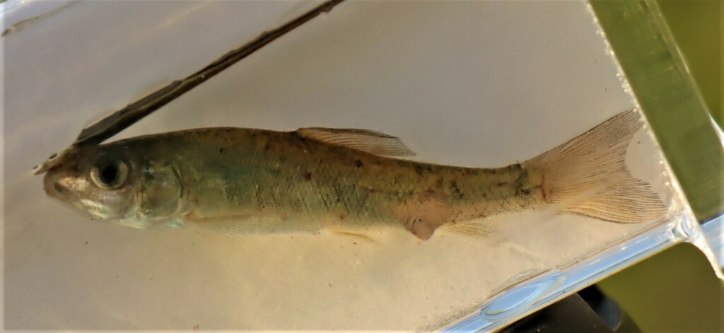 White Sucker from Belleville, ON, Canada on August 31, 2022 at 06:17 PM ...