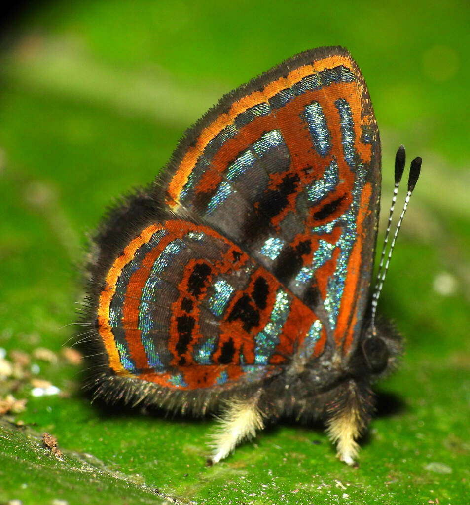 Sarota miranda from Brazil - MT - Alta Floresta - Cristalino Lodge on ...