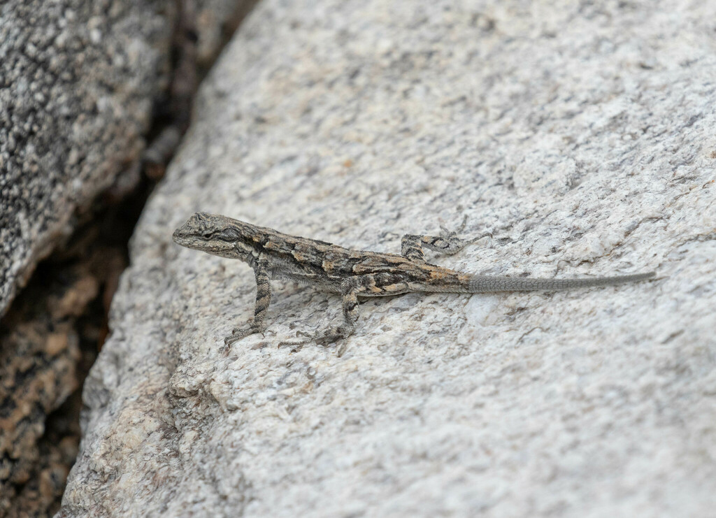 Ornate Tree Lizard from Pima County, AZ, USA on August 19, 2022 at 10: ...