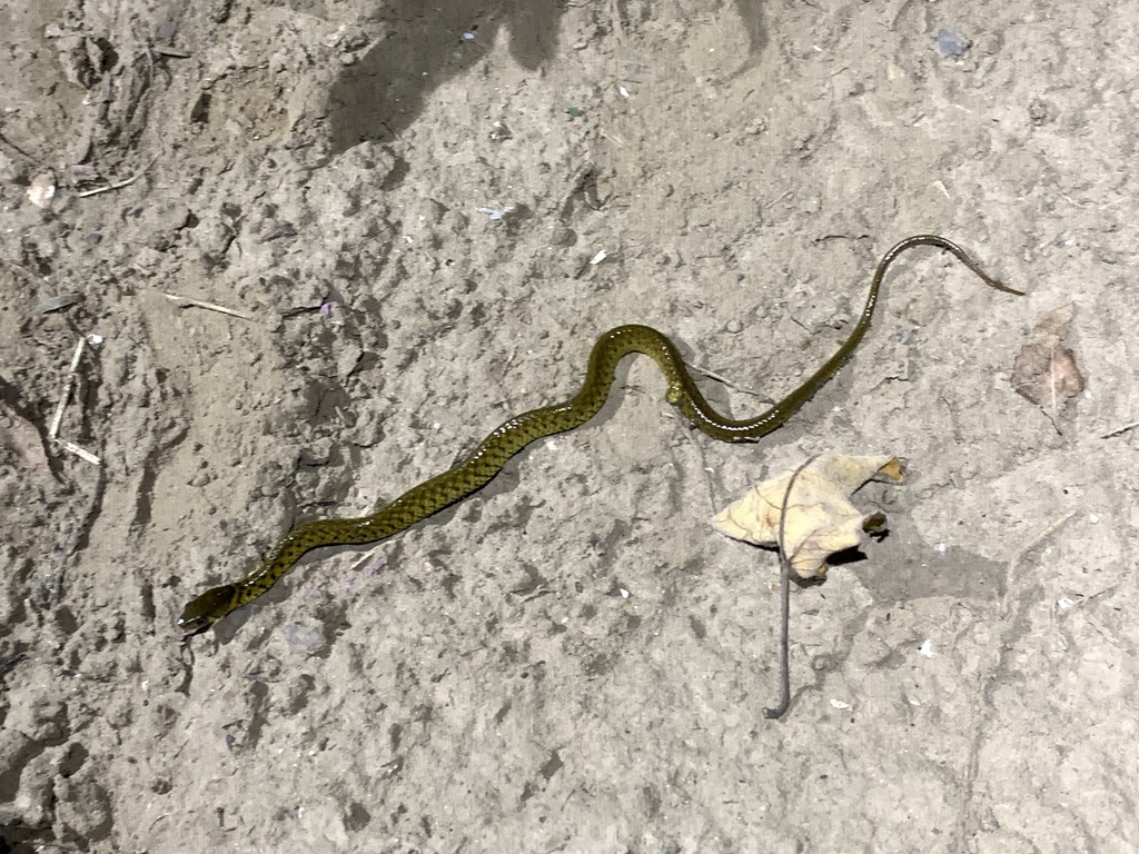 Yellow-Spotted Keelback from 台灣苗栗縣 on August 31, 2022 at 06:55 PM by ...