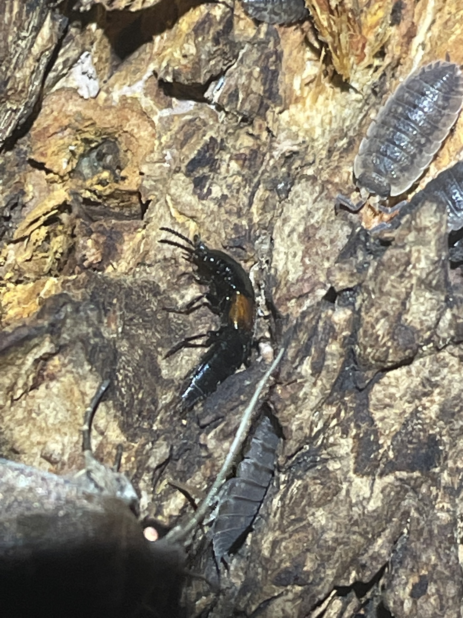 Quedius brevicornis (C.G.Thomson, 1860)