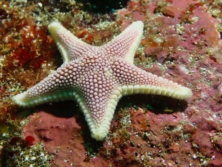 Tooth Star from Océano Pacífico, Biobío, CL on August 28, 2022 at 07:17 ...