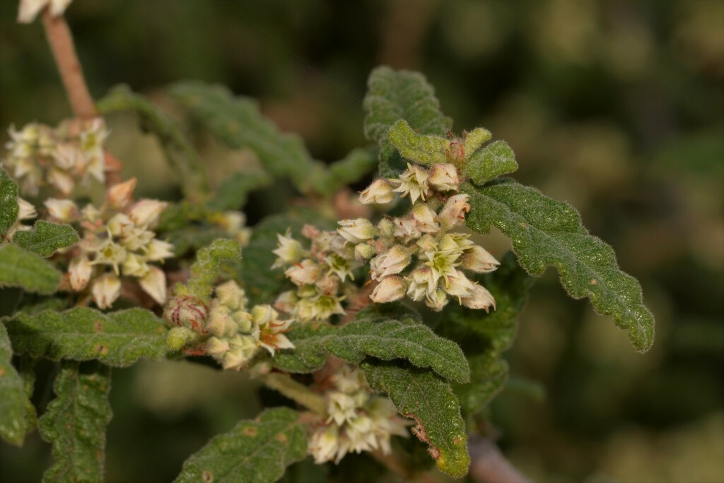 (Commersonia borealis) - Botanical Realm