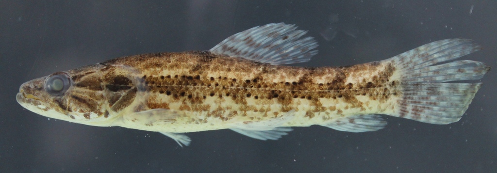 Common Wolffish (Hoplias malabaricus) - Marine Life Identification