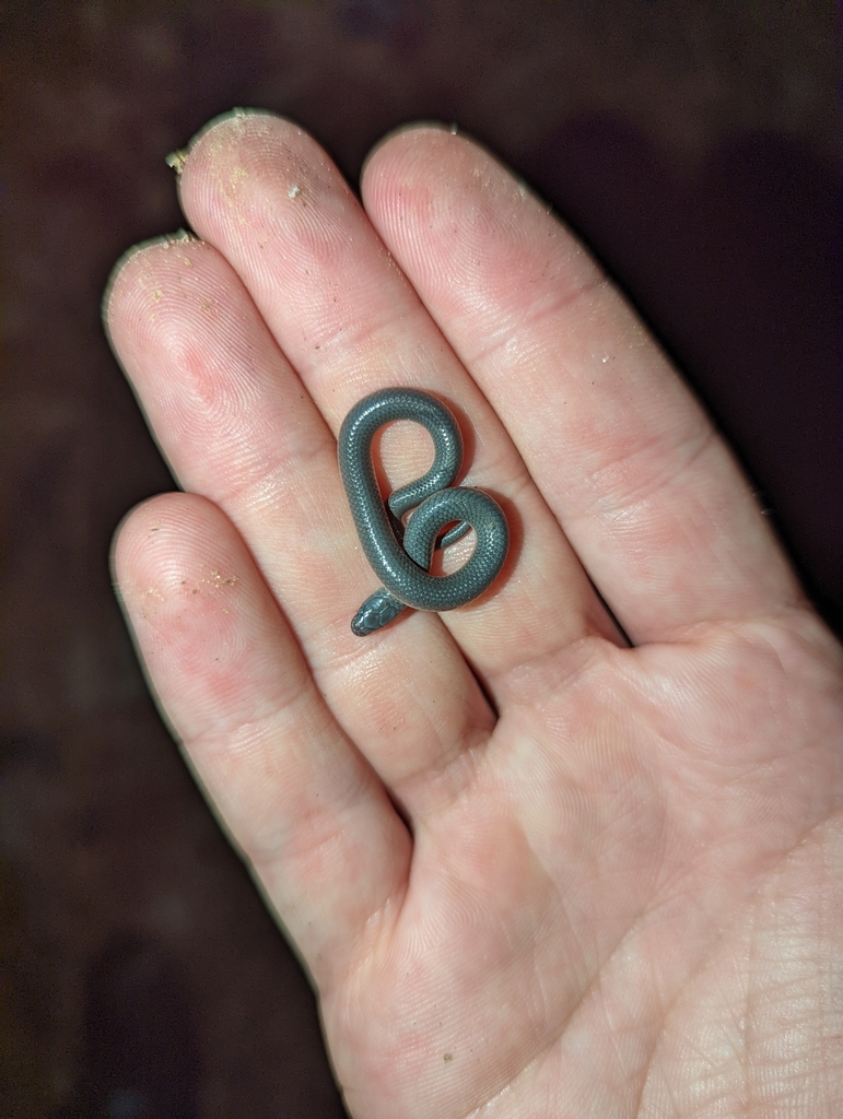 Eastern Worm Snake from Prince Edward County, US-VA, US on September 01 ...
