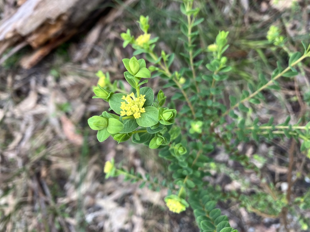 yellow rice-flower from Baluk Willam Nature Conservation Reserve ...