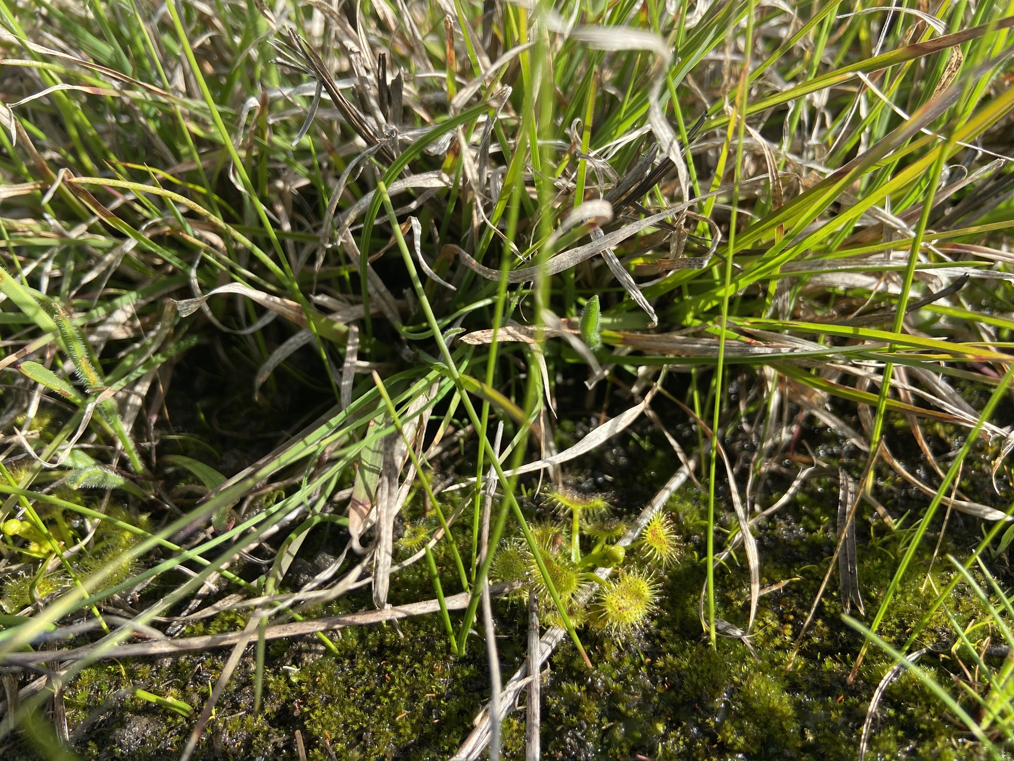 Drosera hookeri R.P.Gibson, B.J.Conn & Conran