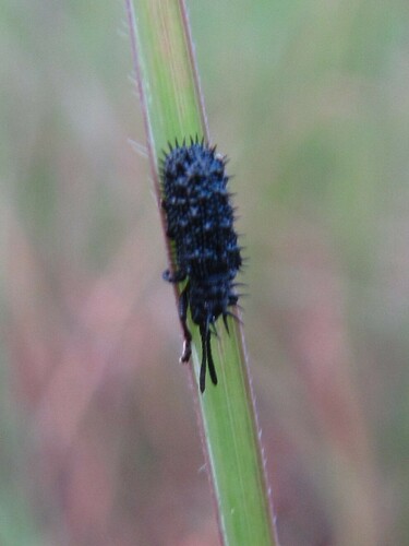 Hispellinus germari · iNaturalist