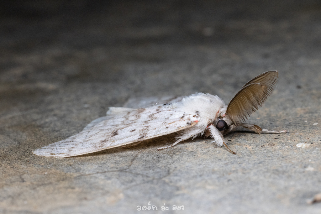 Lymantria brotea lepcha from ตำบลชะแล อำเภอทองผาภูมิ กาญจนบุรี 71180 ...