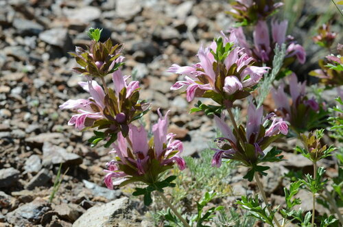 Lagochilus pulcher · iNaturalist