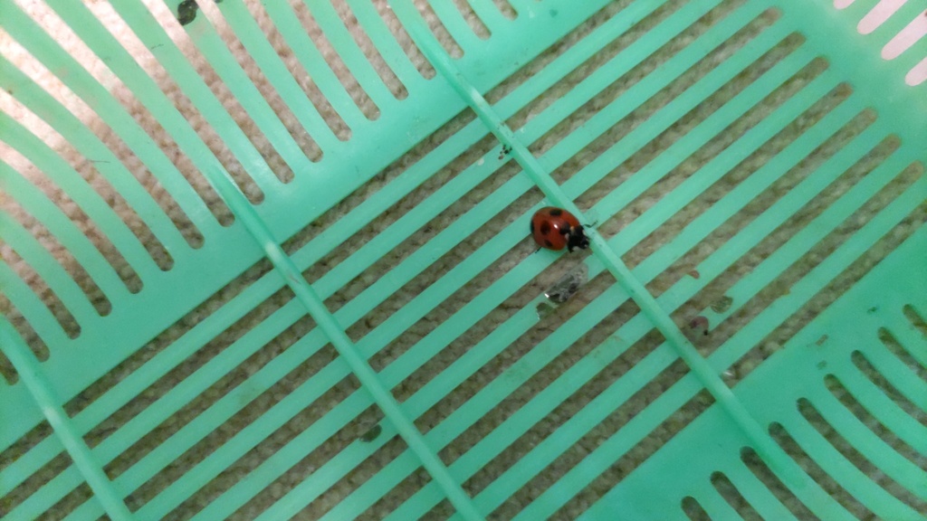 Seven-spotted Lady Beetle from 福島, 倉敷市, 岡山県, JP on September 1, 2022 at ...