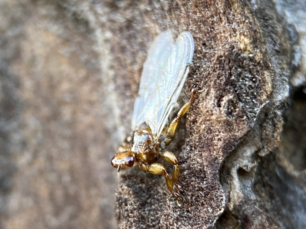 Louse Flies from I-90 W, Cle Elum, WA, US on August 31, 2022 at 05:30 ...
