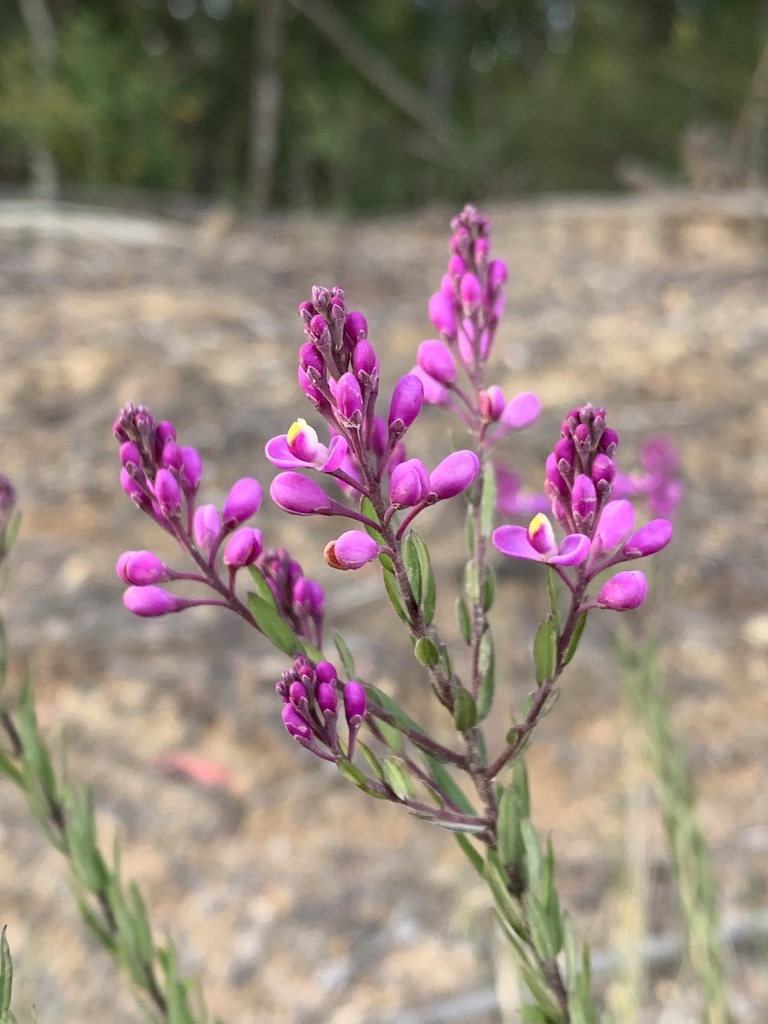 Comesperma hispidulum (Logan RE 12.8.19 Flora) · iNaturalist