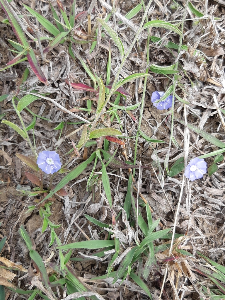 tropical speedwell from Curtis Island QLD 4680, Australia on September ...
