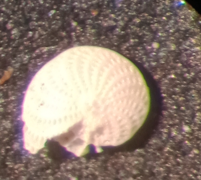 Elphidium novozealandicum from Honeycomb Rock on September 01, 2022 at ...