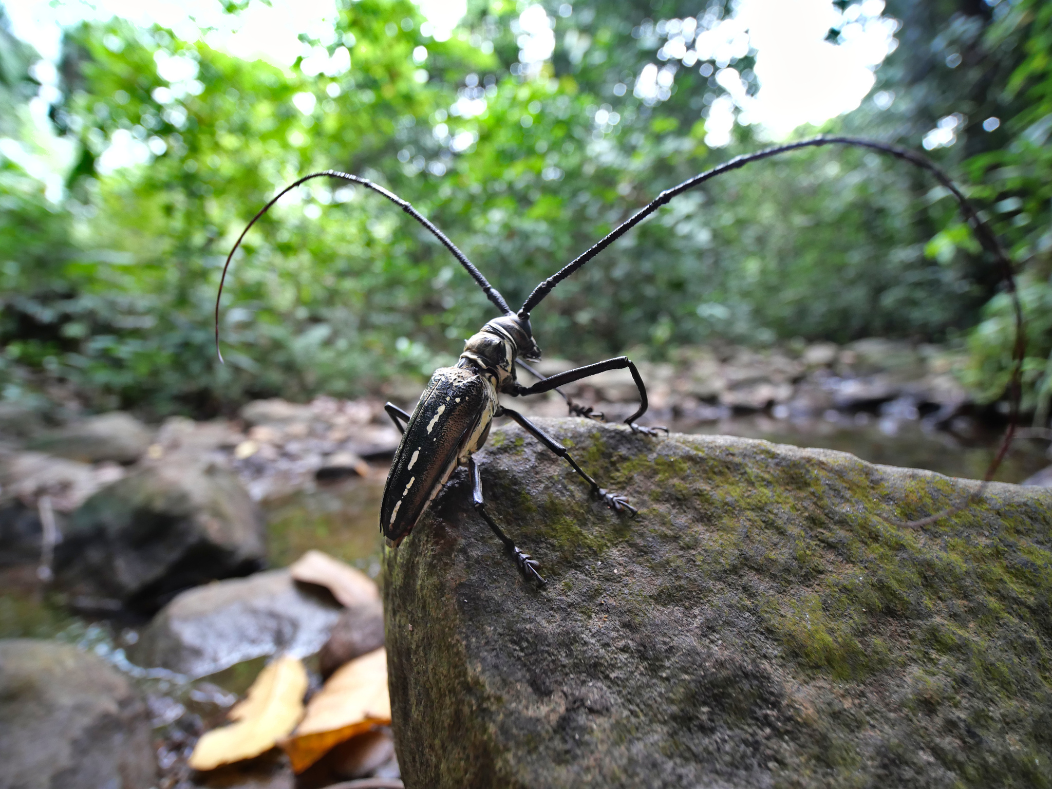Batocera wallacei Thomson, 1858