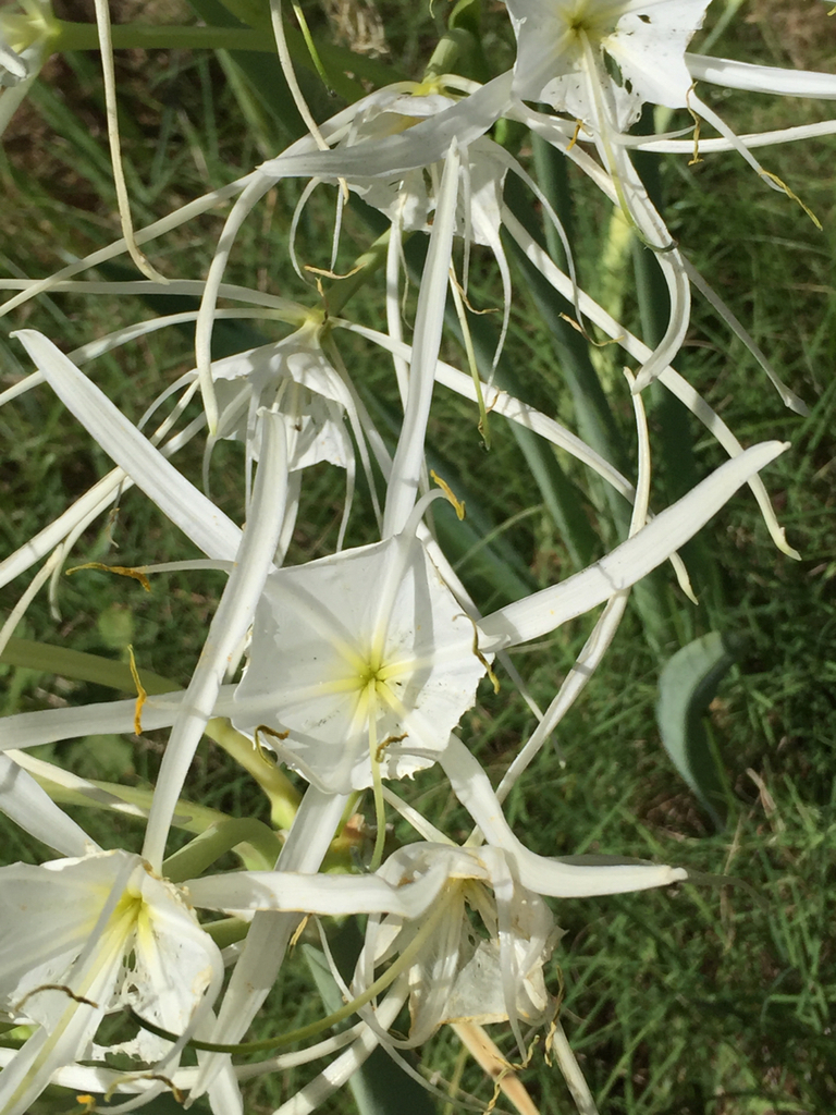woodland spider-lily (University of Tennessee Arboretum Auditorium Rain ...
