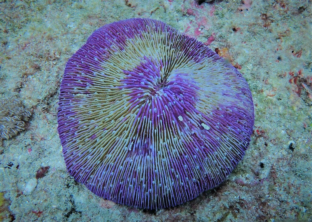 Common Mushroom Coral in February 2022 by marieaurelia · iNaturalist