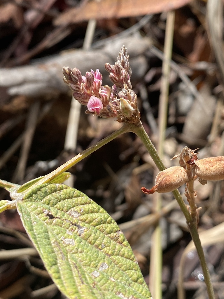 Flemingia parviflora from Mount Garnet, QLD, AU on August 31, 2022 at ...