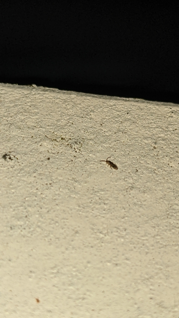 Elongate Springtails from Homebush Road (near 33), Khandallah ...