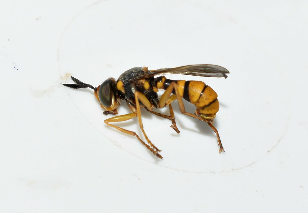 Leopoldius coronatus from Περιφέρεια Βορείου Αιγαίου, Ελλάδα on August ...