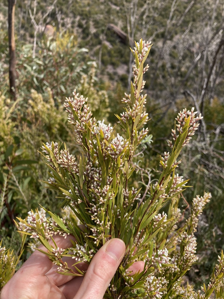 Leucopogon interstans from Stirling Range National Park WA 6338 ...