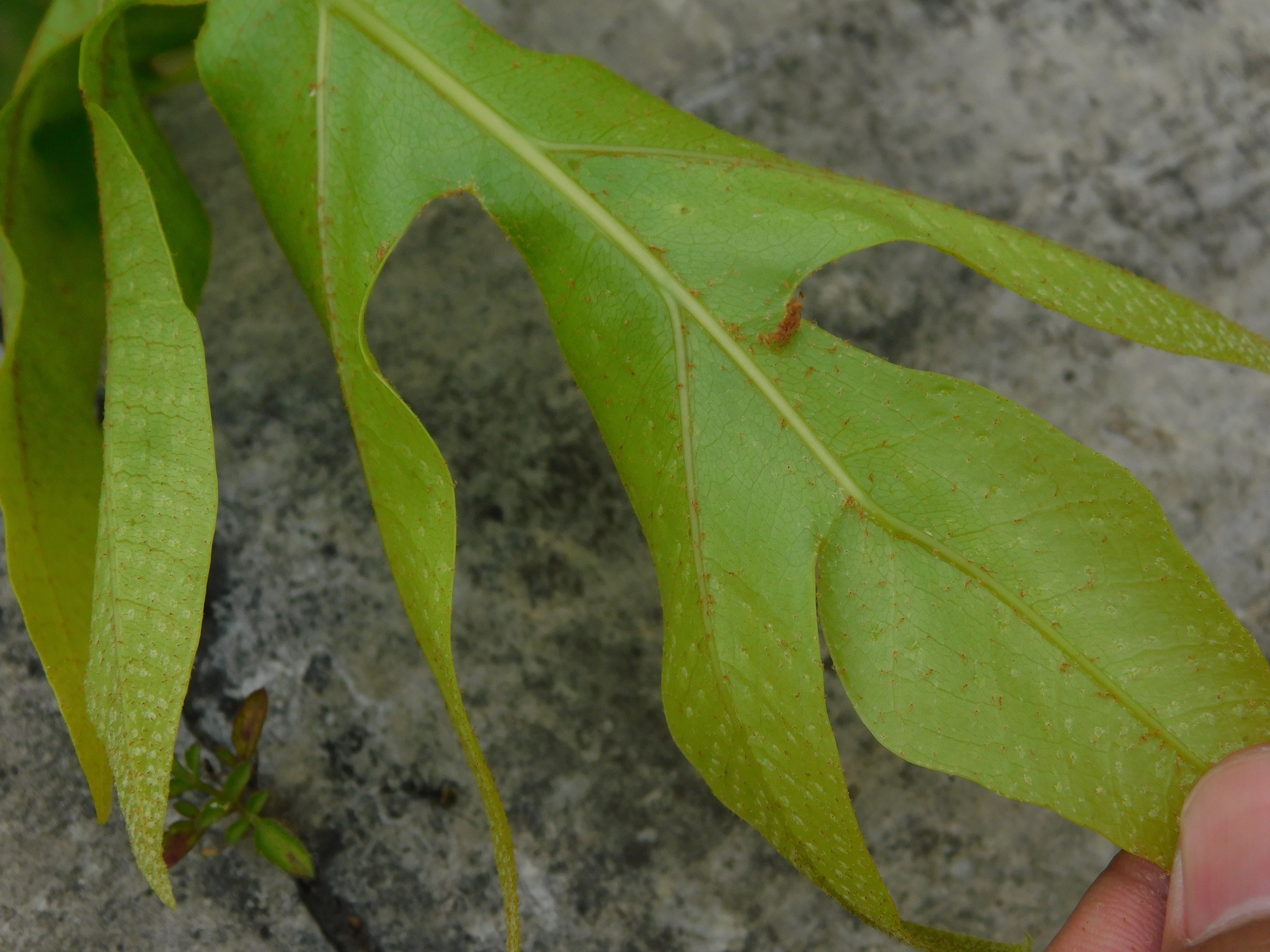 Microsorum commutatum (Blume) Copel.