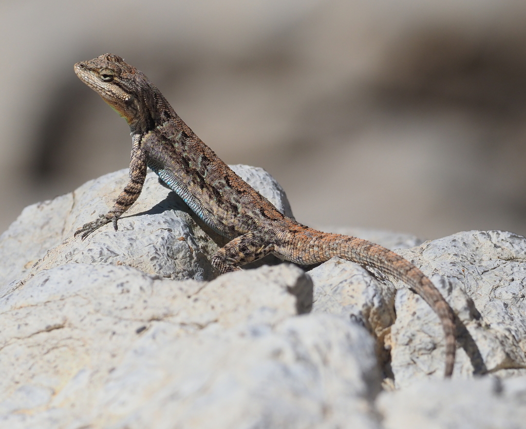 Ornate Tree Lizard from shafter, TX, USA on August 15, 2022 at 11:48 AM ...
