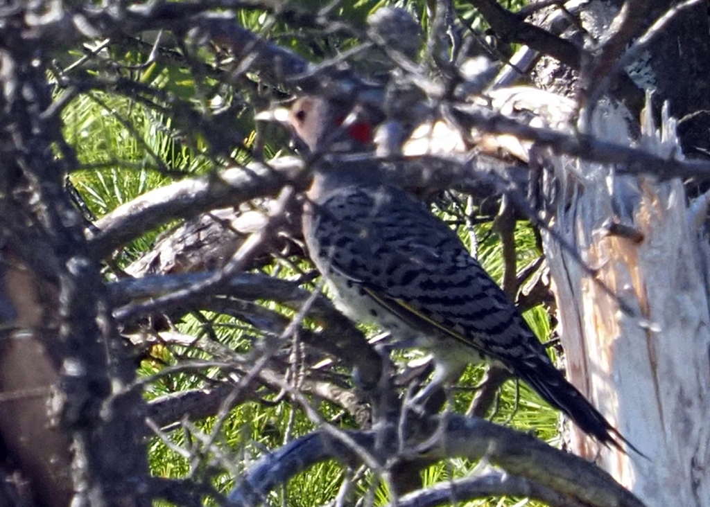 Northern Flicker from ON-522, Unorganized Centre Parry Sound District ...