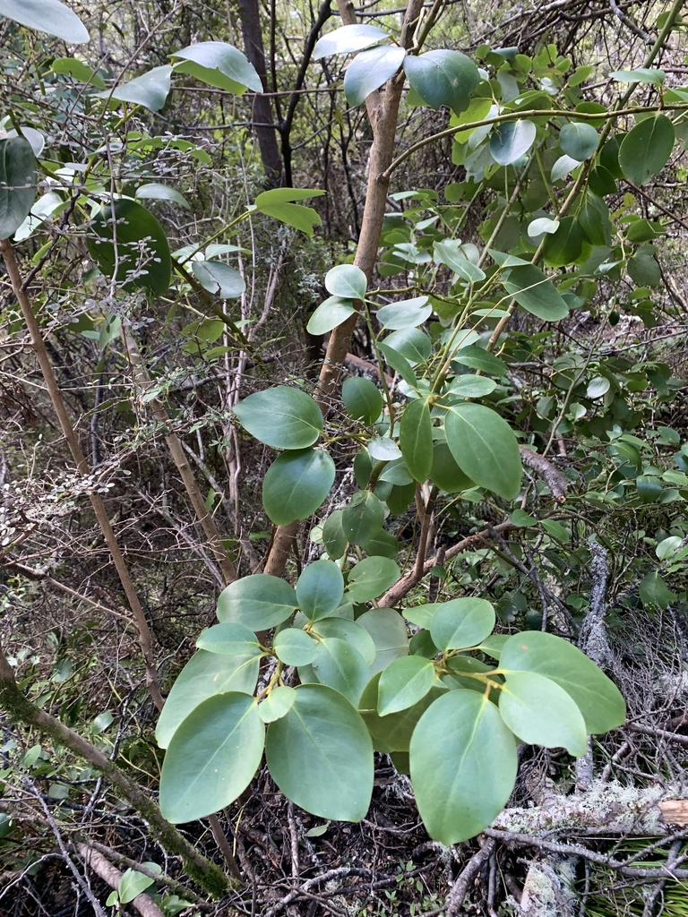 New Zealand Broadleaf from Arthur's Pass National Park, Arthur's Pass ...