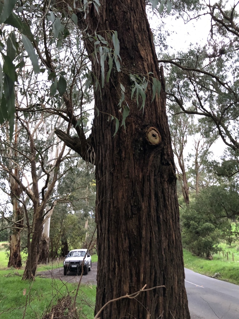 Eucalyptus fulgens from Macclesfield Rd, Yellingbo, VIC, AU on ...