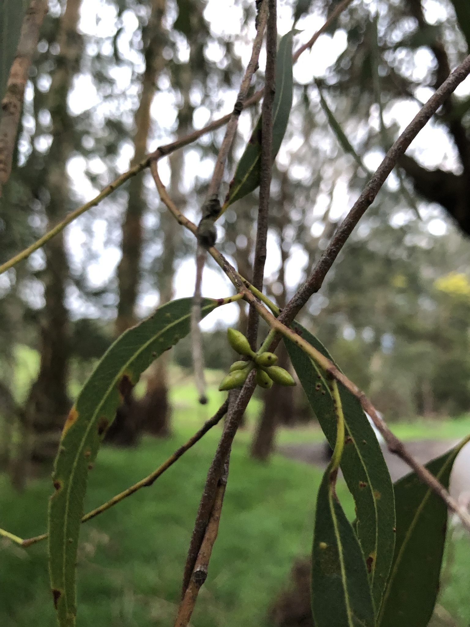 Eucalyptus fulgens Rule
