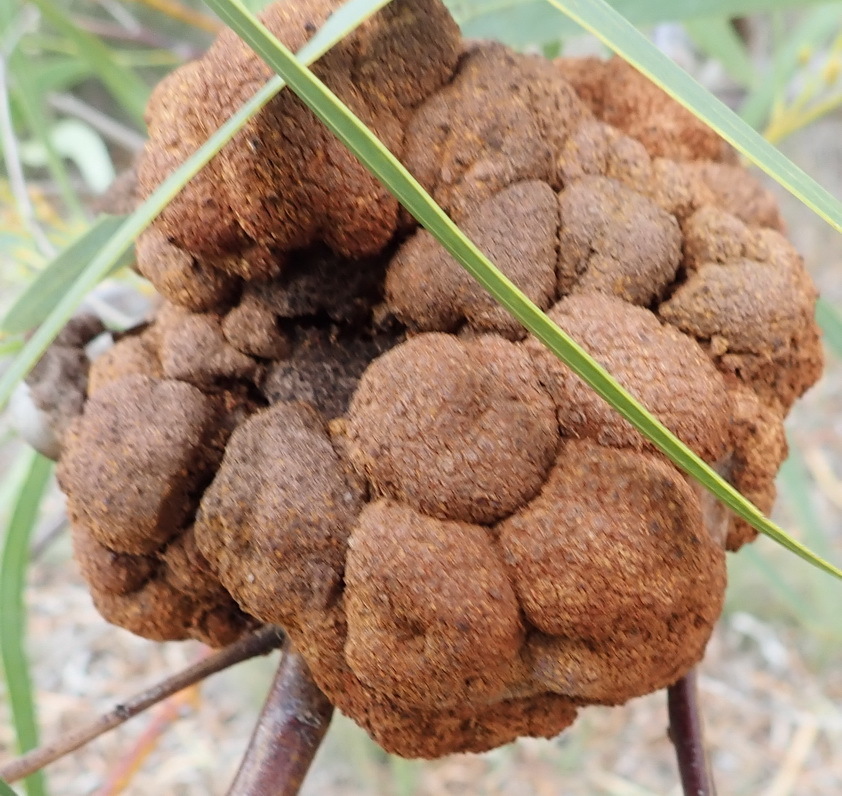 Port Jackson Gall Rust from Gouriqua, South Cape DC, South Africa on ...