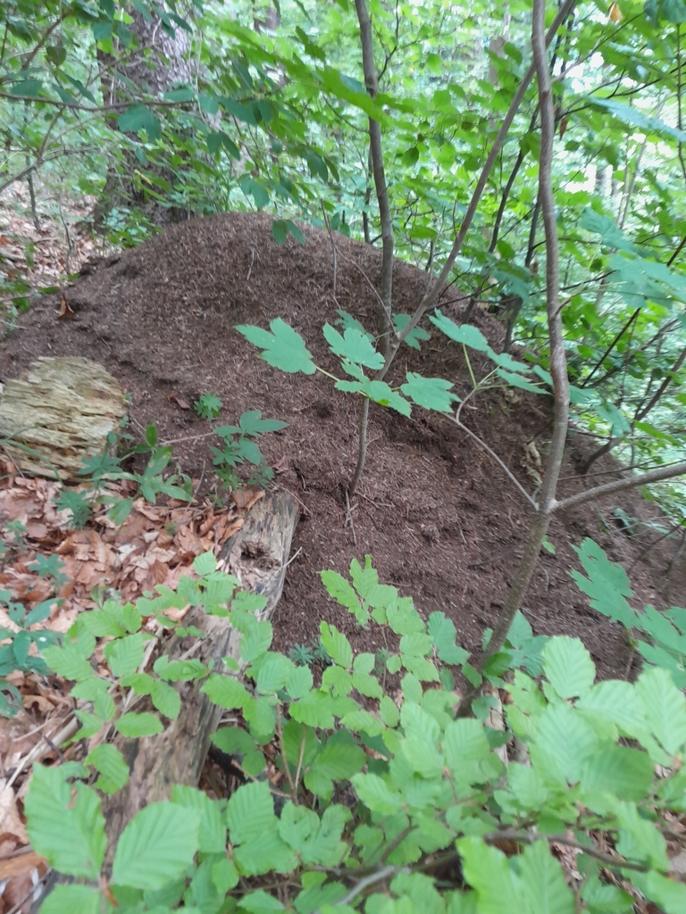 Wood, Mound, and Field Ants from 4704 Wolfisberg, Schweiz on July 26 ...