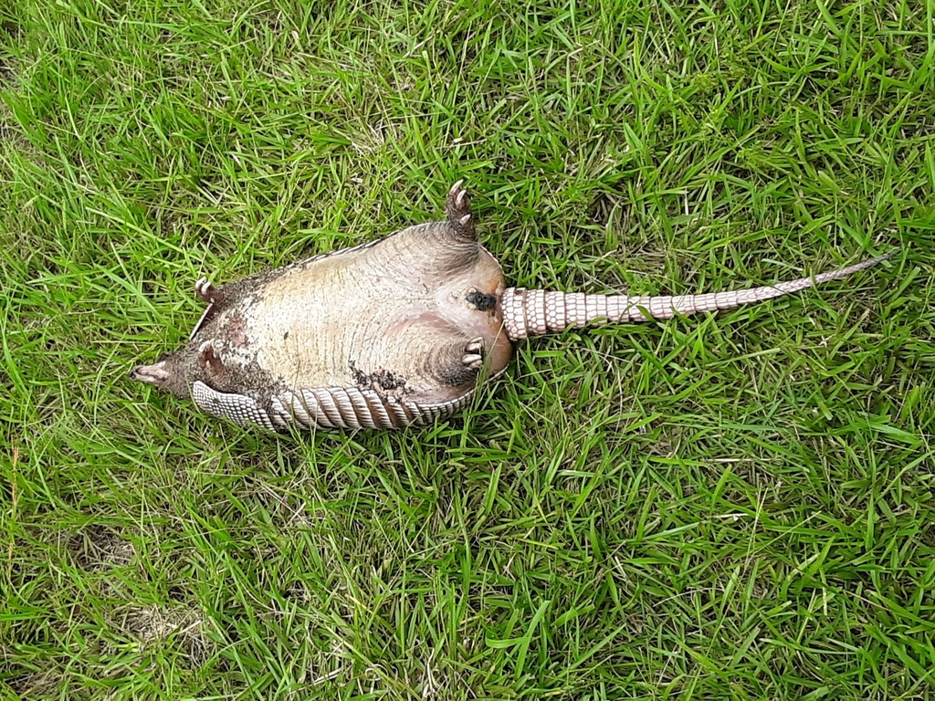Nine-banded Armadillo from 2970 Columbia Rd NE, Orangeburg, SC 29118 ...