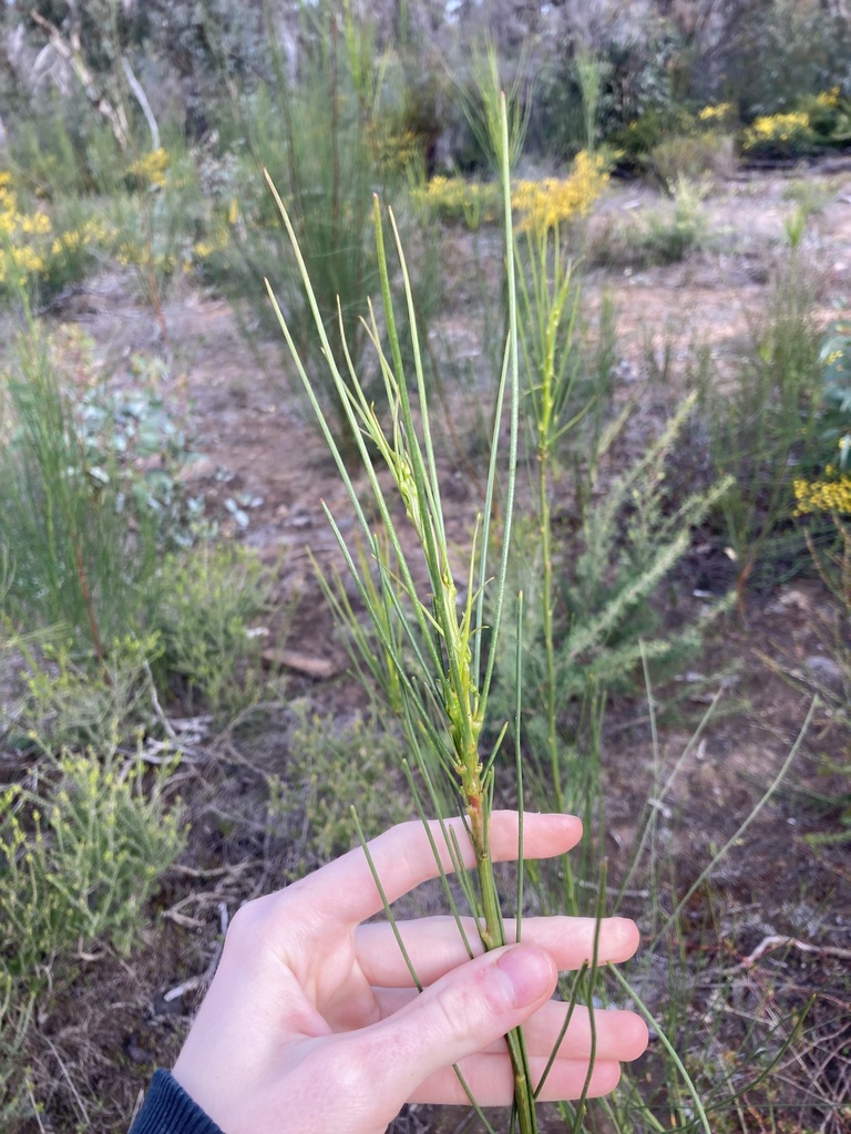 native broom from Stirling Range National Park WA 6338, Australia on ...