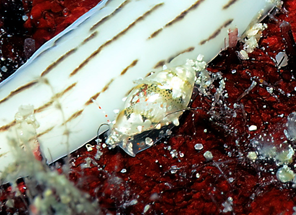 Dentimargo ringicula (G.B.Sowerby Iii, 1900)