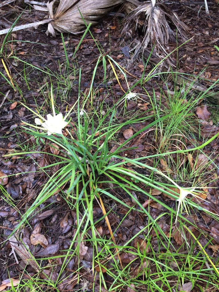 Alligator lily from 4211 Talheim St, Port Charlotte, FL, US on July 30 ...