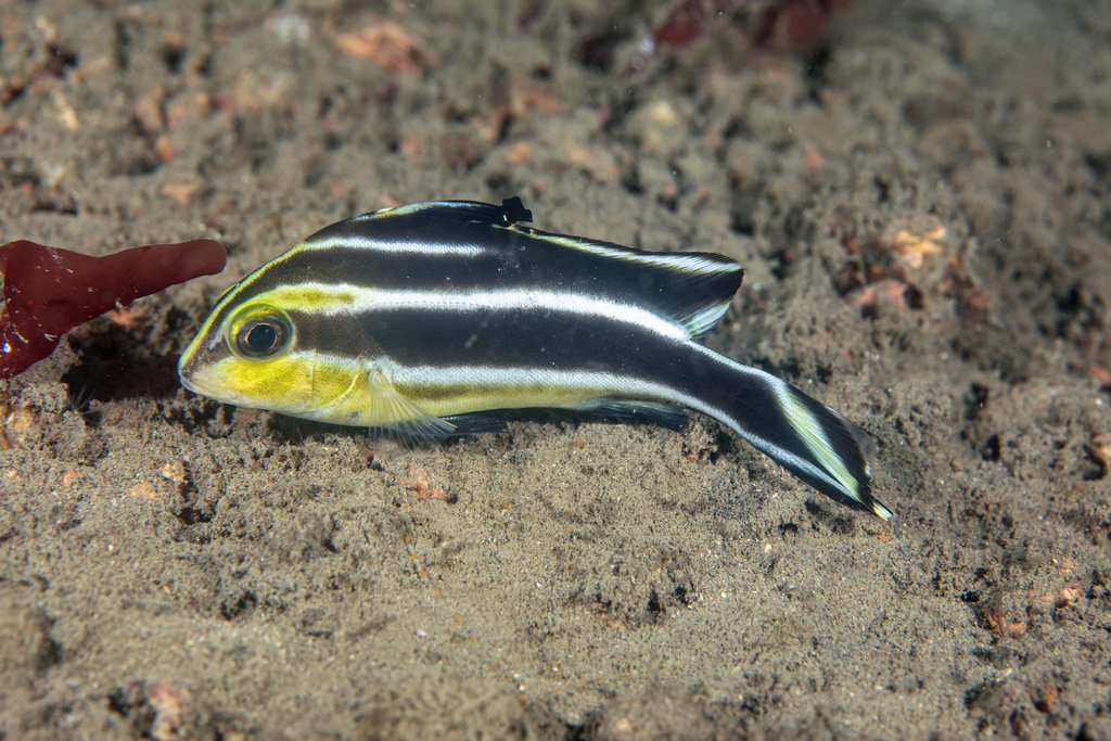 Painted Sweetlips from Sydney NSW, Australia on September 01, 2022 at ...