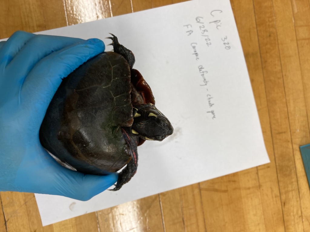 Painted Turtle from Hampden - Sydney College, Farmville, VA, US on July ...